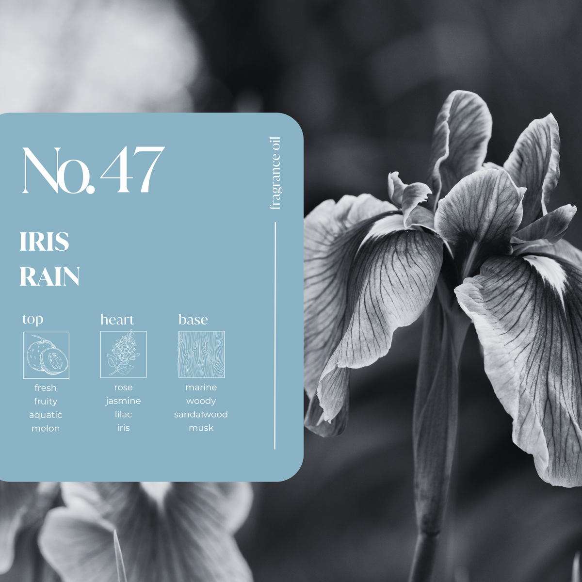 Iris Rain Fragrance Oil – Bright Packaging and Raw Materials