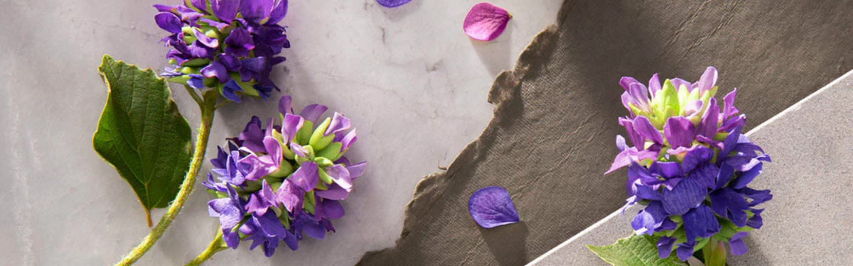 Bakuchiol Oil vs Bakuchiol Active: What’s the Difference? – Bright ...